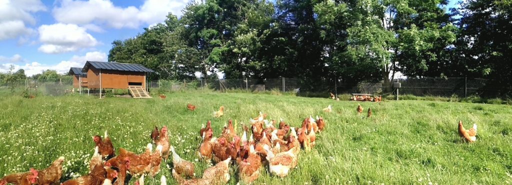 Devenir aviculteur | Notre Basse-Cour®- Elevage de poules pondeuses