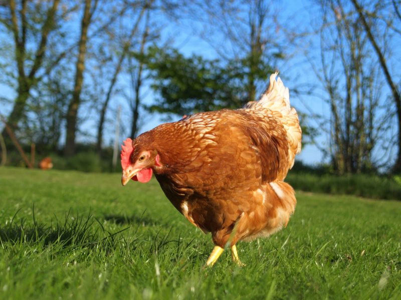 Formation aviculteur | Notre Basse-Cour®- Elevage de poules pondeuses