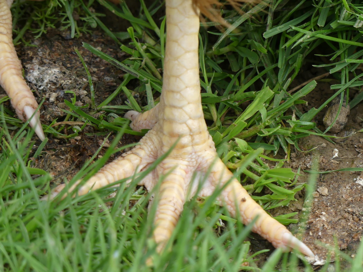 écaille de patte poules pondeuses | Notre Basse-Cour®- Elevage de ...