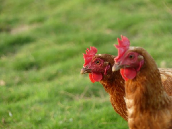 tête-de-poule | Notre Basse-Cour®- Elevage de poules pondeuses
